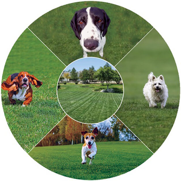 Is Screamin’ Green® fertilizer safe for my pets? - Clarus®